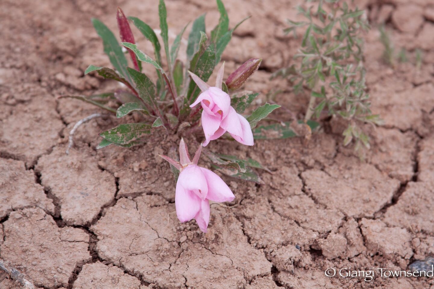 Badlands National Park - A Must See If Nearby - Giangi